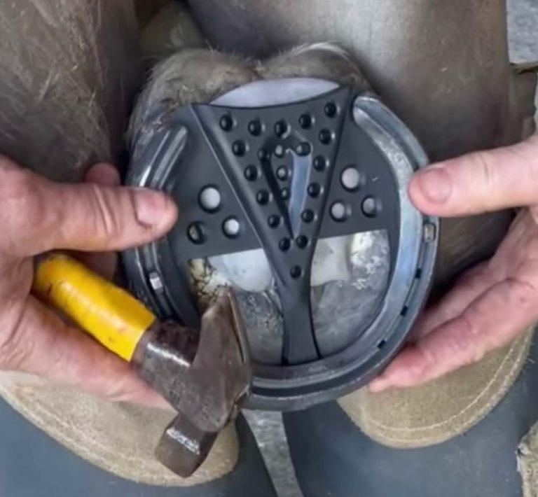 Hoof Support Solutions - HorseCare